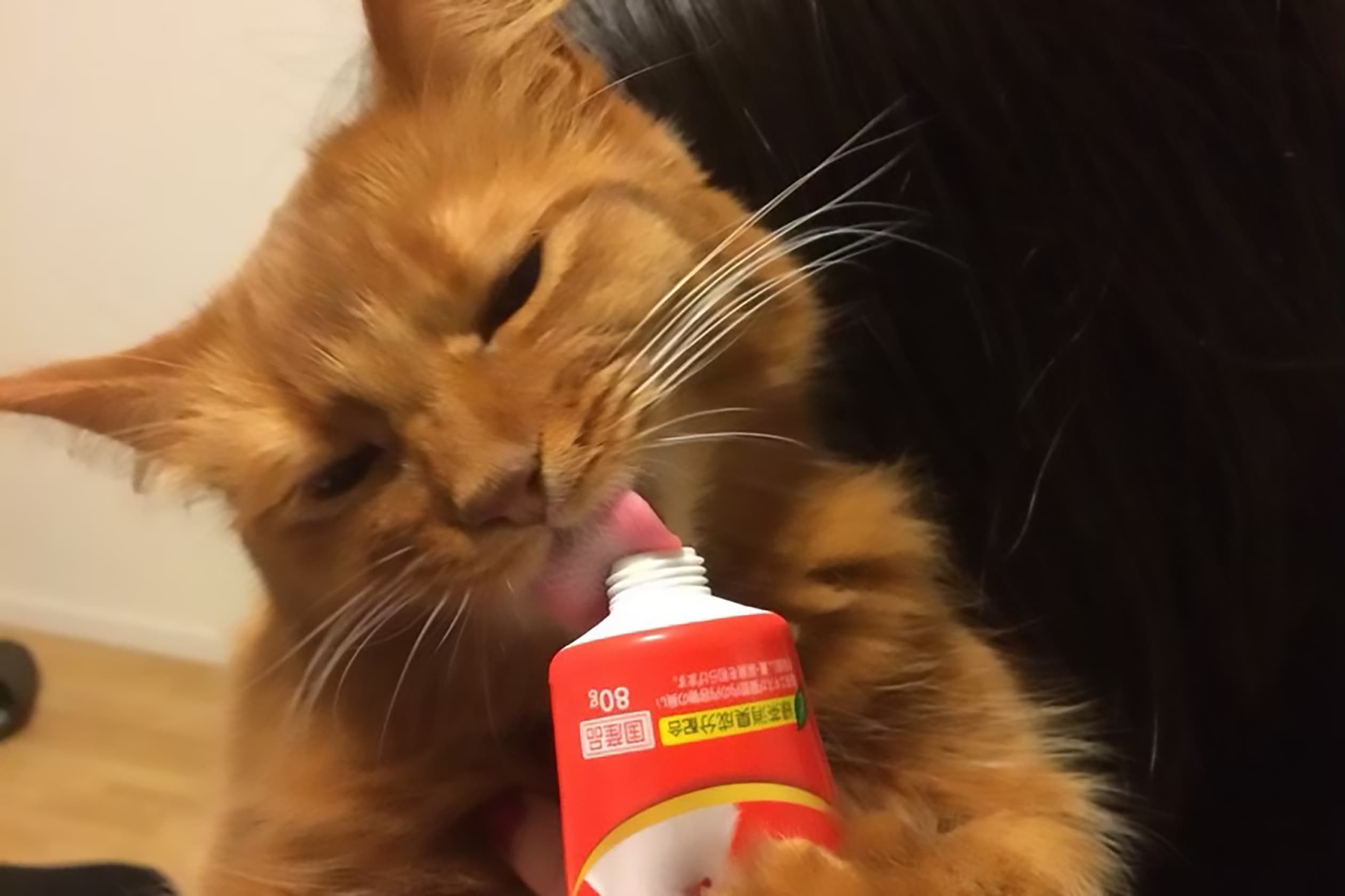 “ちゅ～る3分間CM”に悶絶する人続出 「遅刻寸前」「動けなかった」の声 – Page 2 – Sirabee