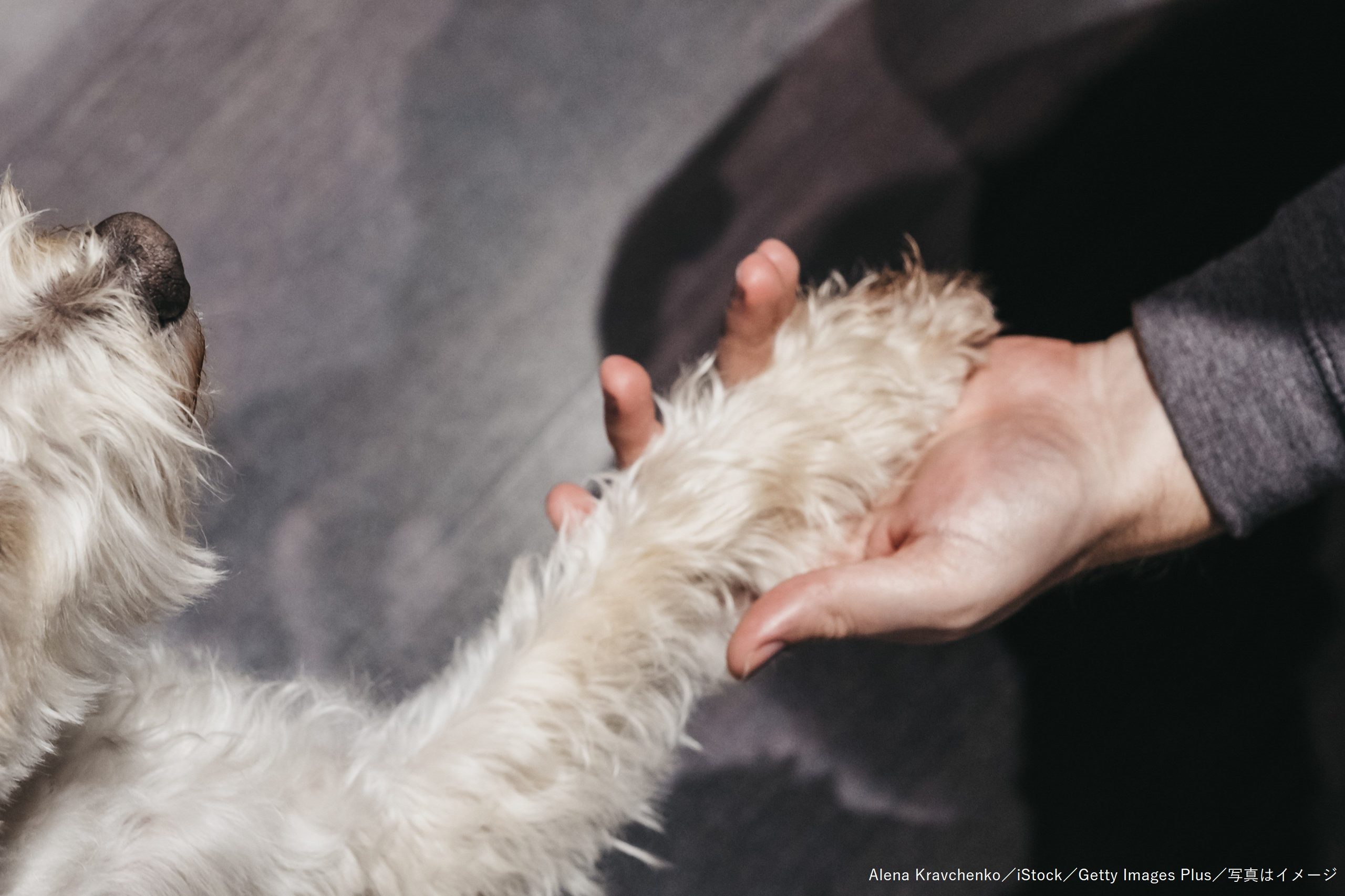 犬にアパートを貸した不動産業者 「社会の道徳を乱した」容疑で逮捕に | Cheriee NEWS