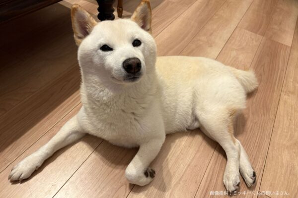 日本で一番登録数が多い犬種、実は「柴犬」じゃなかった 15年間不動の王者が「最強すぎる」と判明 – Sirabee