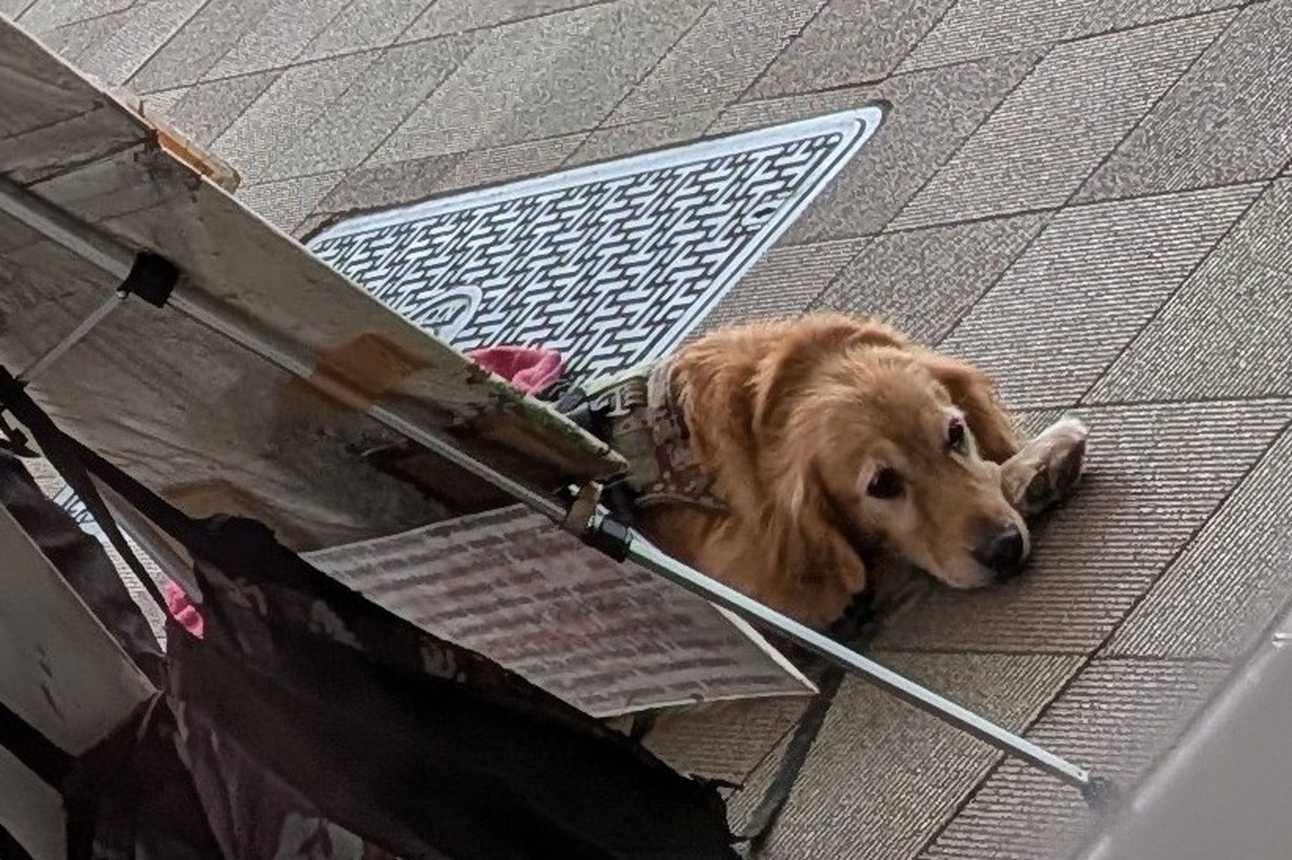 犬を利用した街頭募金、動物のプロが「寄付してはダメ」と警鐘 募金スタッフは「収支報告してない」認める – Page 2 – Sirabee